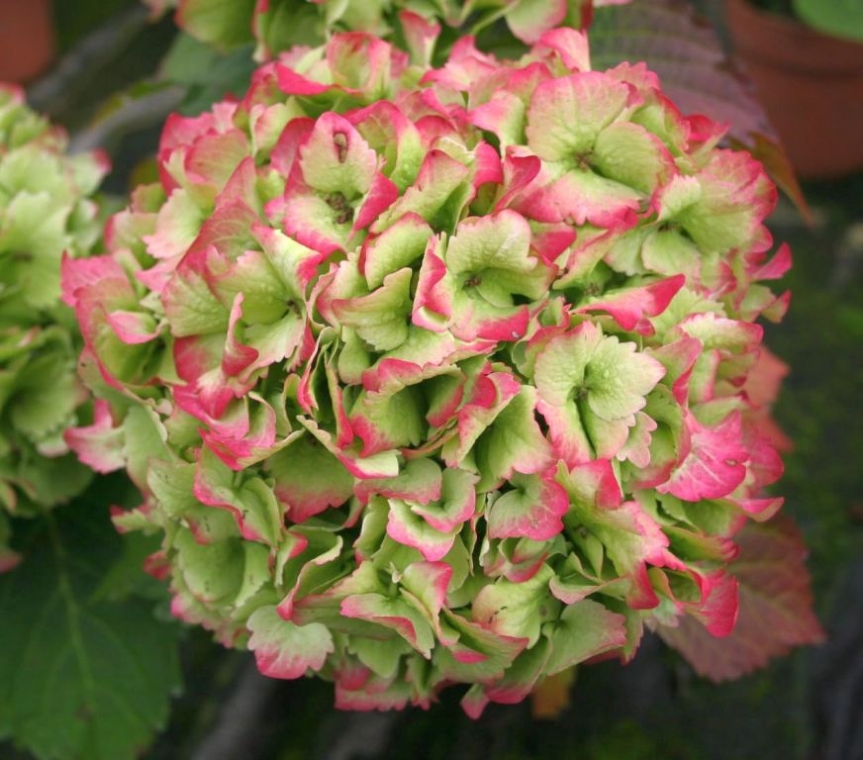 Hydrangea magical