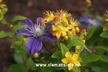 Clematis toepassingen en gebruik
