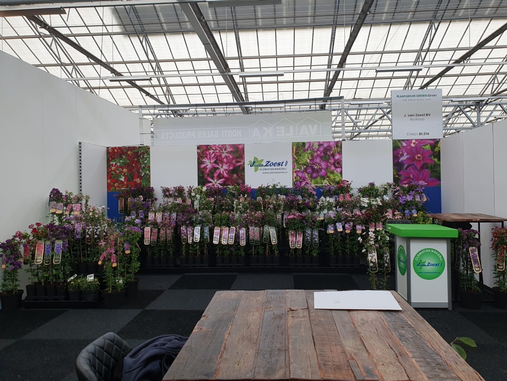 Home [clematisinfo.nl]