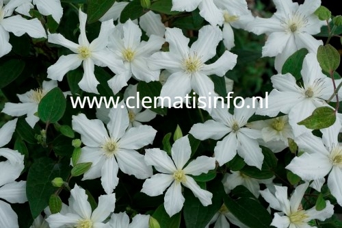 New Introductions 2019